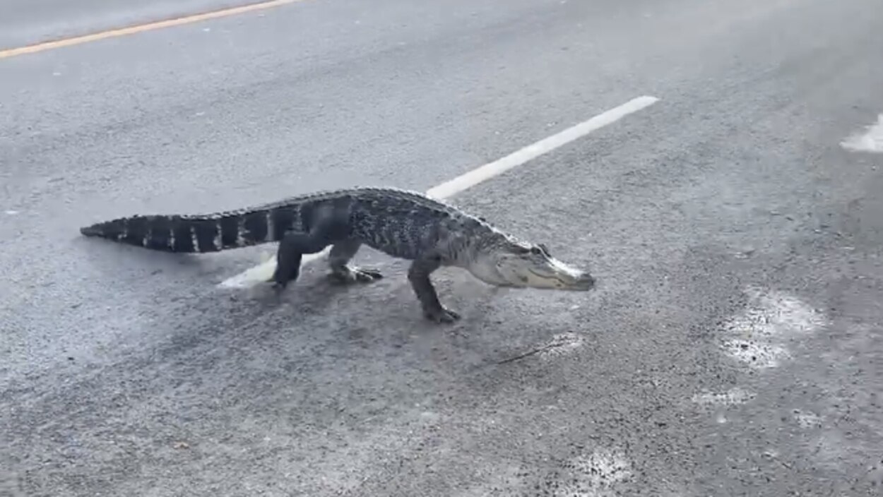 Brève promenade pour un alligator à Montréal | Radio-Canada