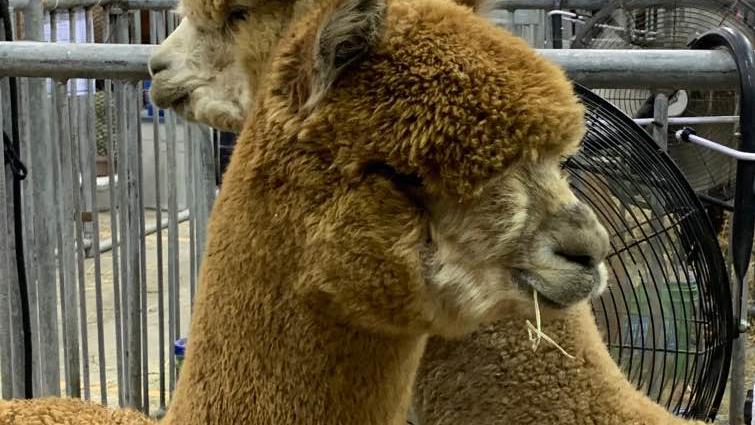 Que le meilleur (alpaga) gagne! | OHdio | Radio-Canada