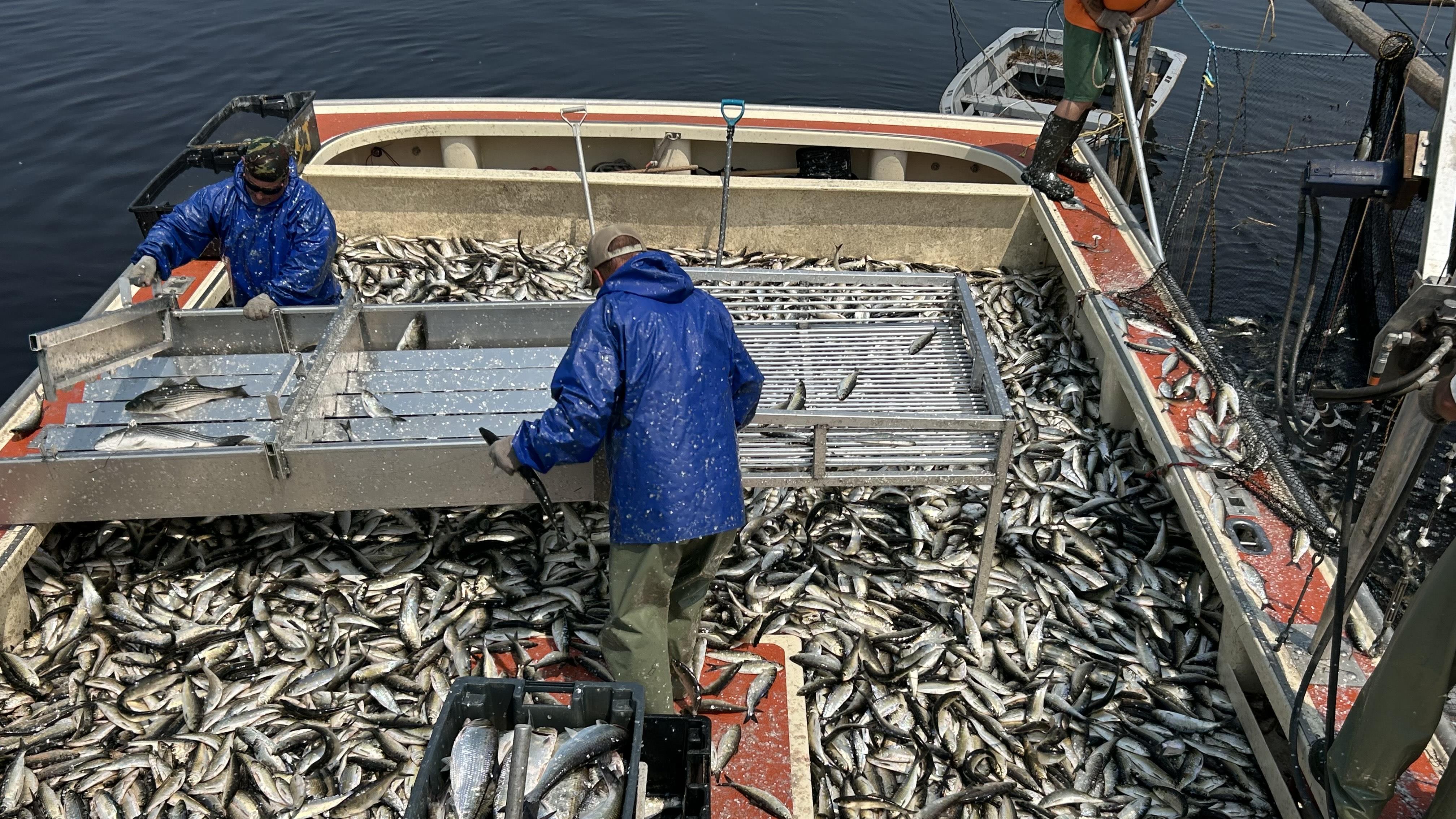 Le MPO autorise les pêcheurs de gaspareau à conserver les bars rayés ...