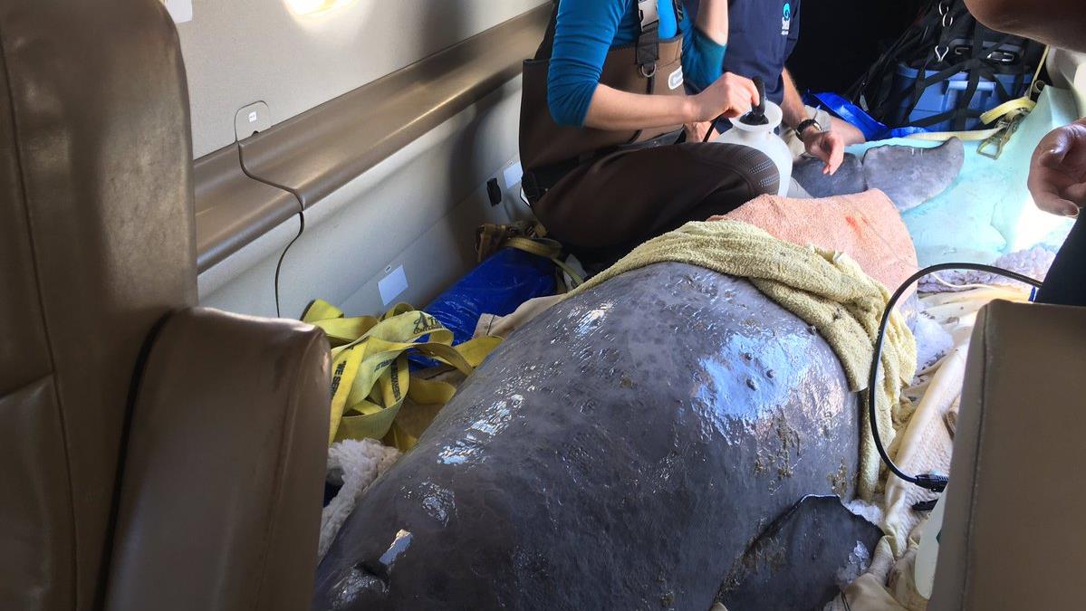 Retour sur l'opération complexe pour sauver un béluga en cavale | OHdio ...