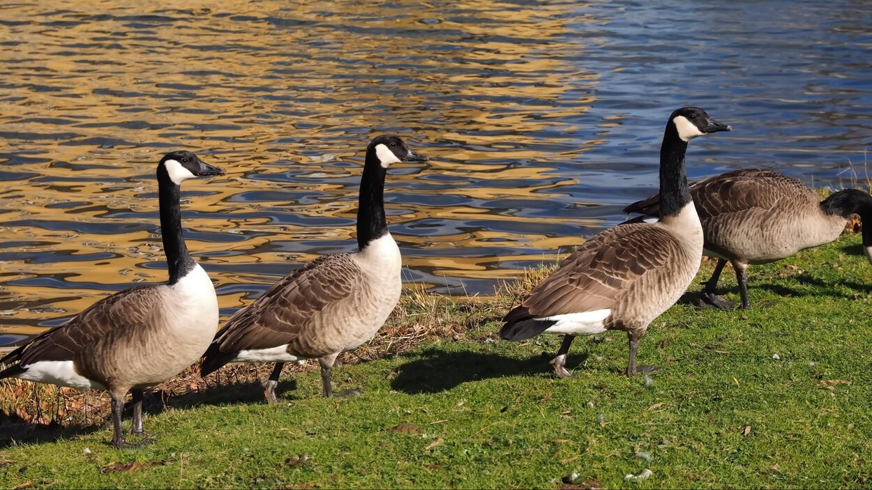 Les bernaches deviennent une nuisance au parc des Îles de Matane ...