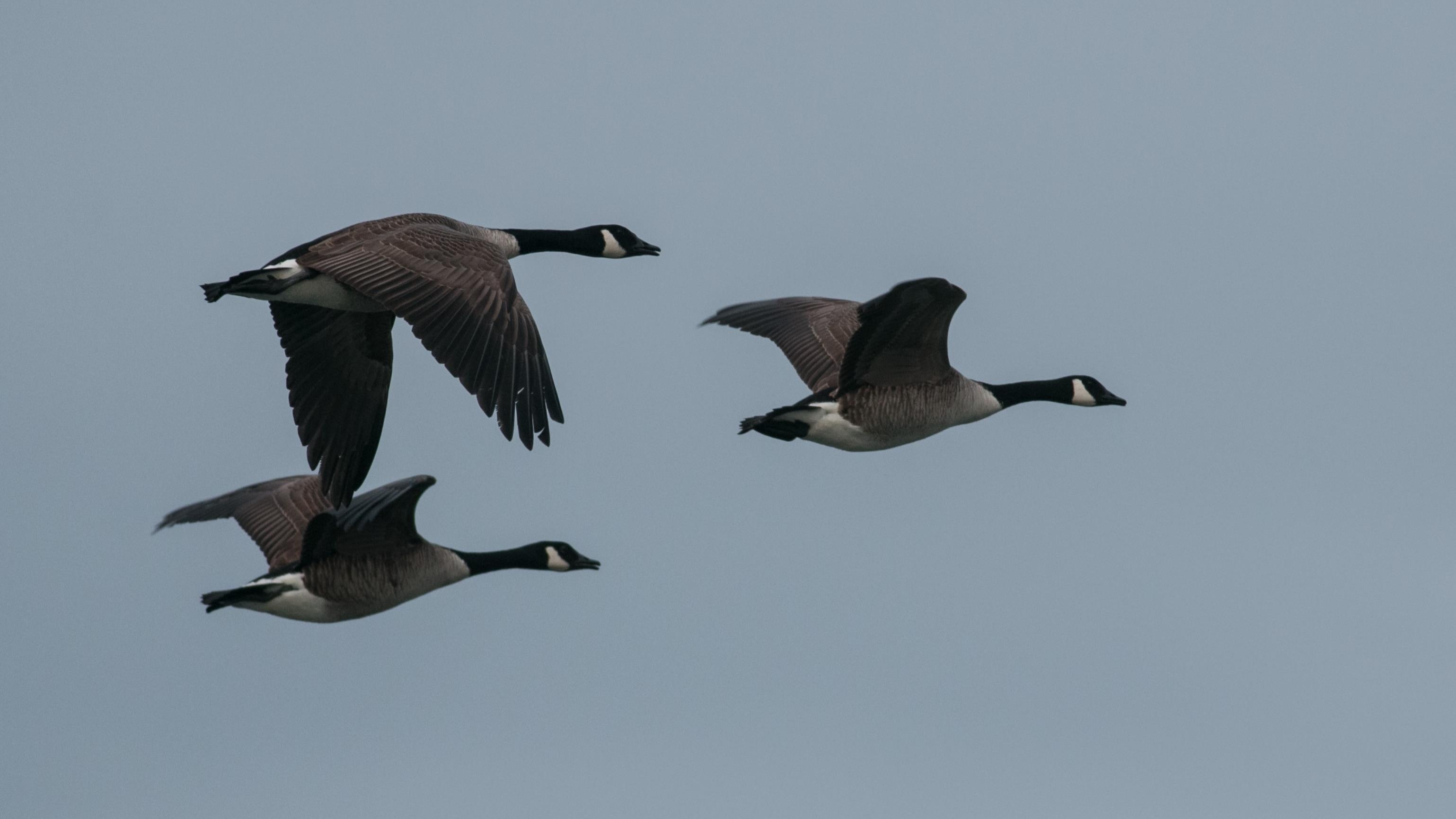 Septembre, mois idéal pour suivre la migration des oiseaux | OHdio ...