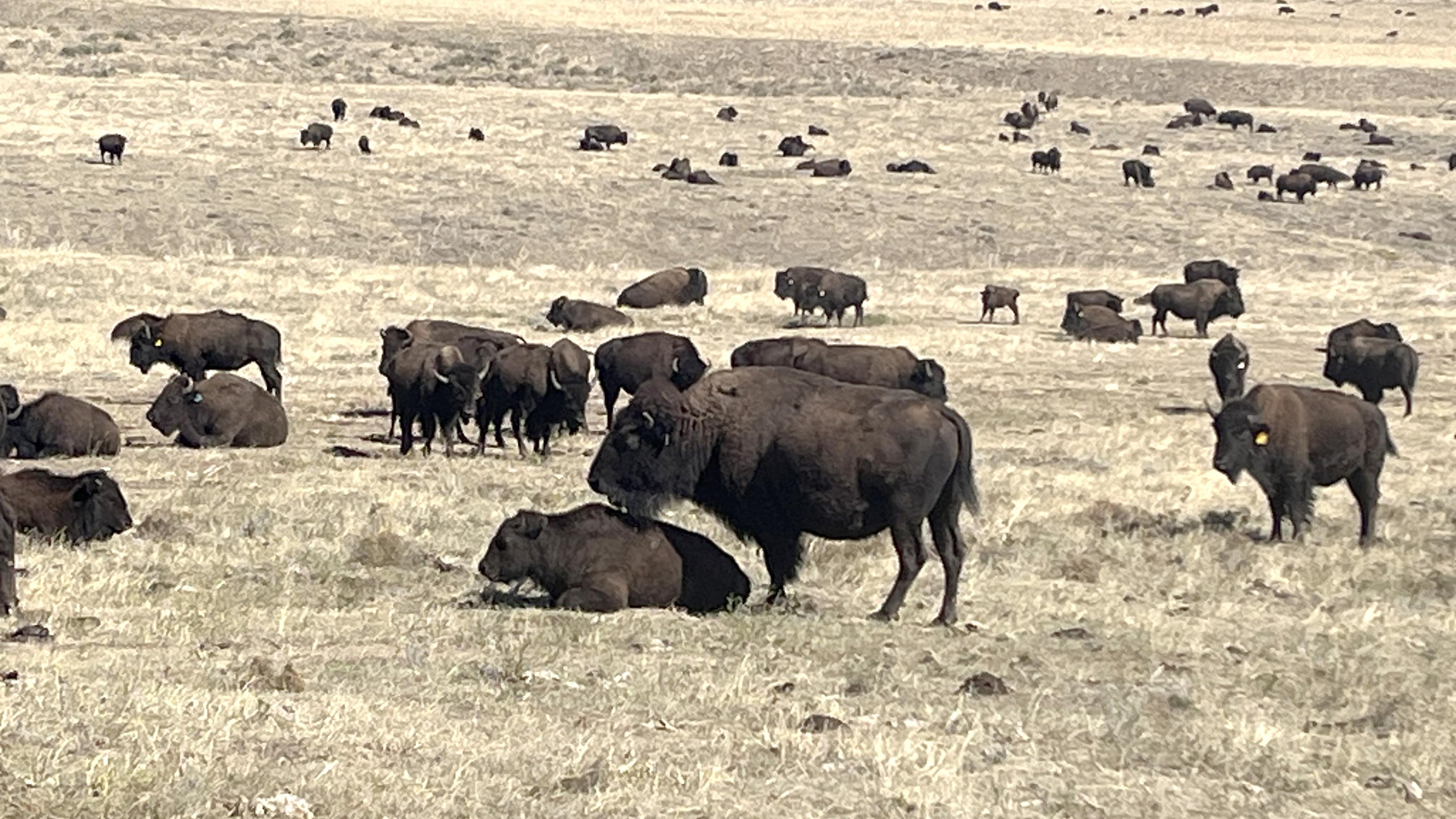 Le bison stimule l’écosystème des prairies | OHdio | Radio-Canada