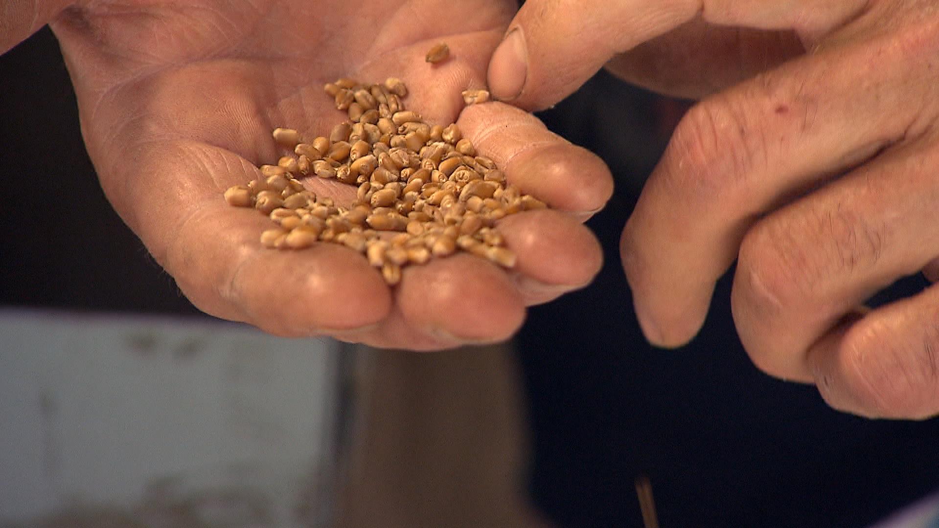 Un libre accès aux semences | OHdio | Radio-Canada