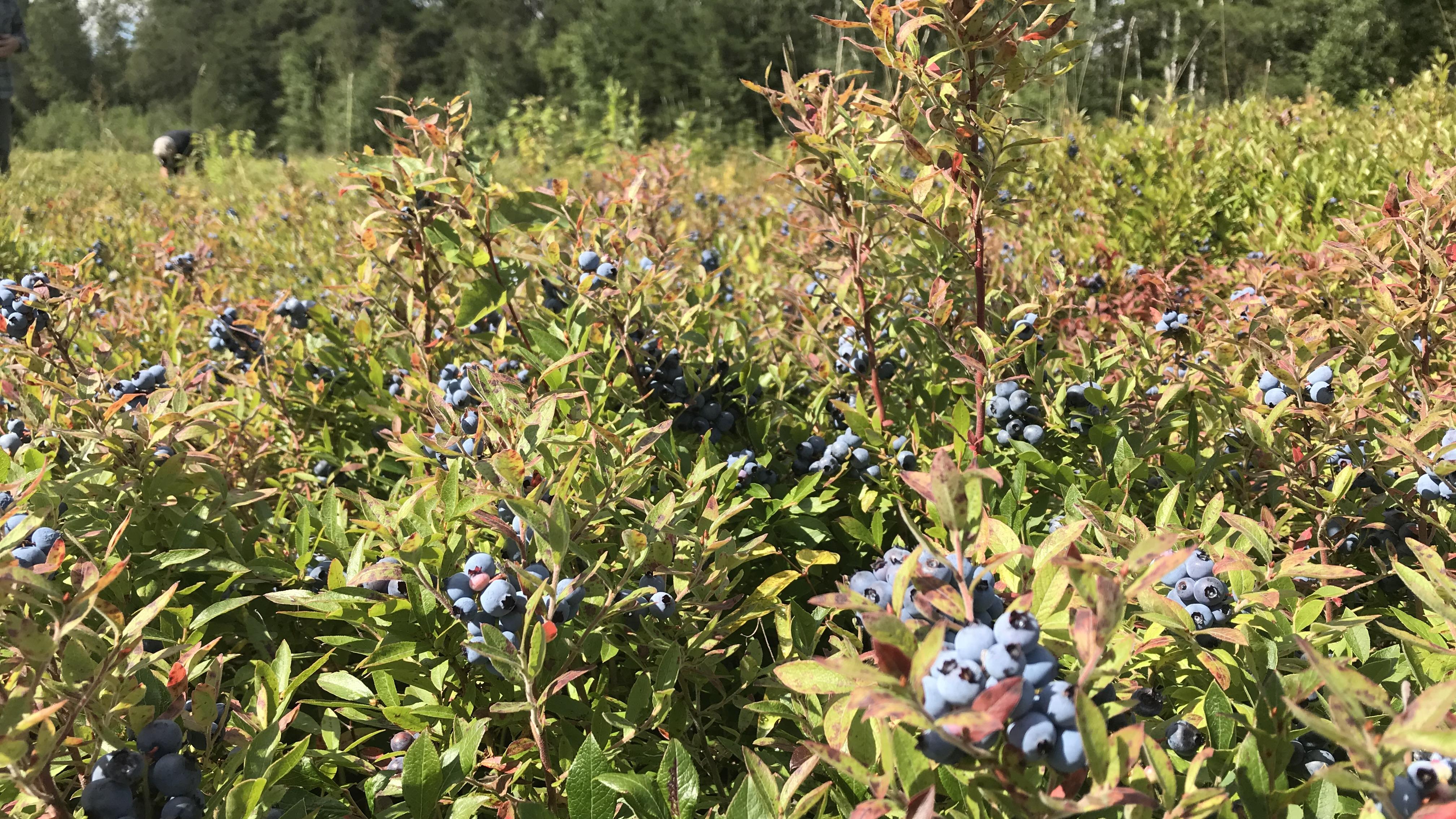 De l'inquiétude chez les producteurs de petits fruits | OHdio | Radio ...