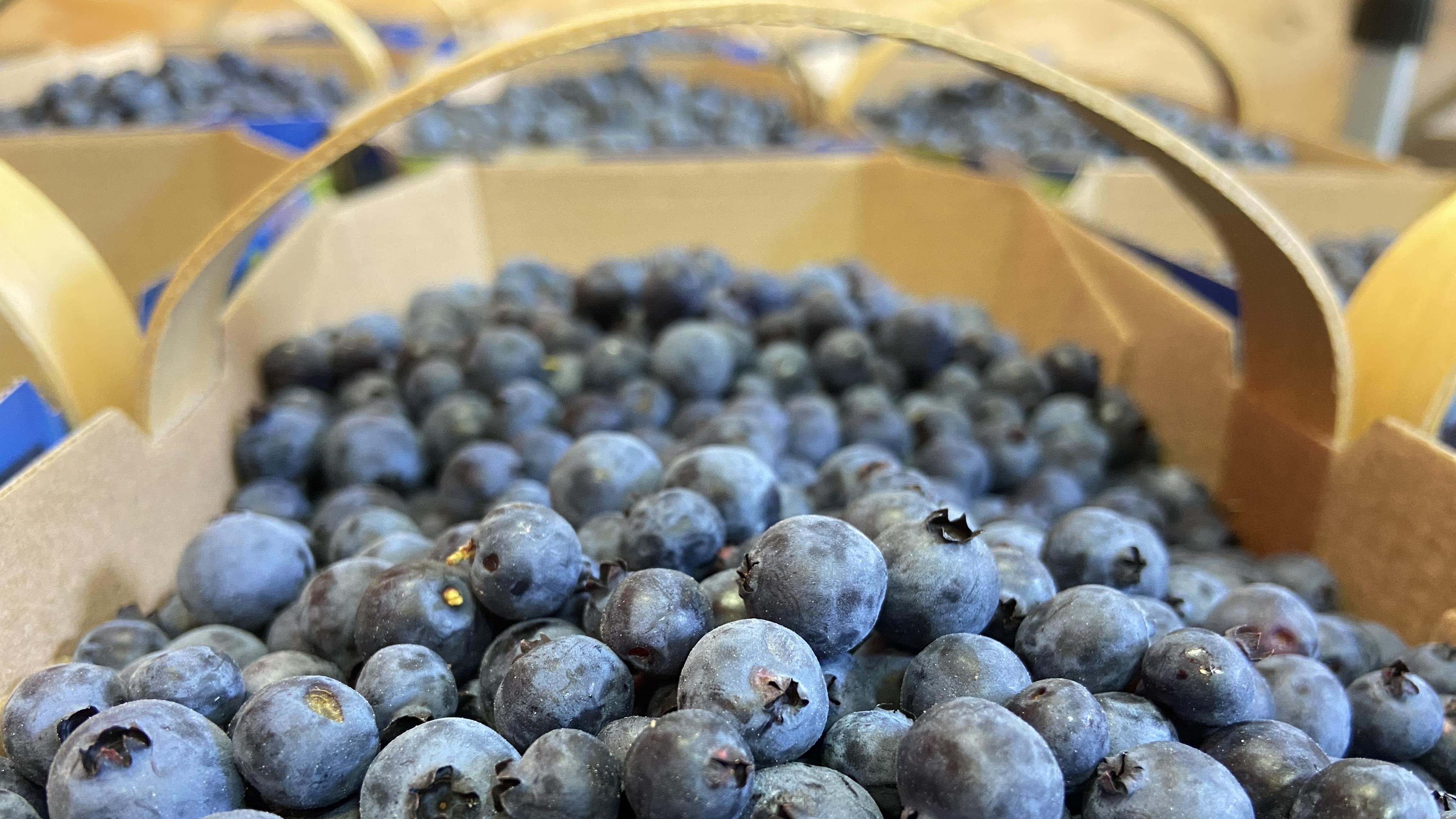 Les bienfaits des bleuets | OHdio | Radio-Canada