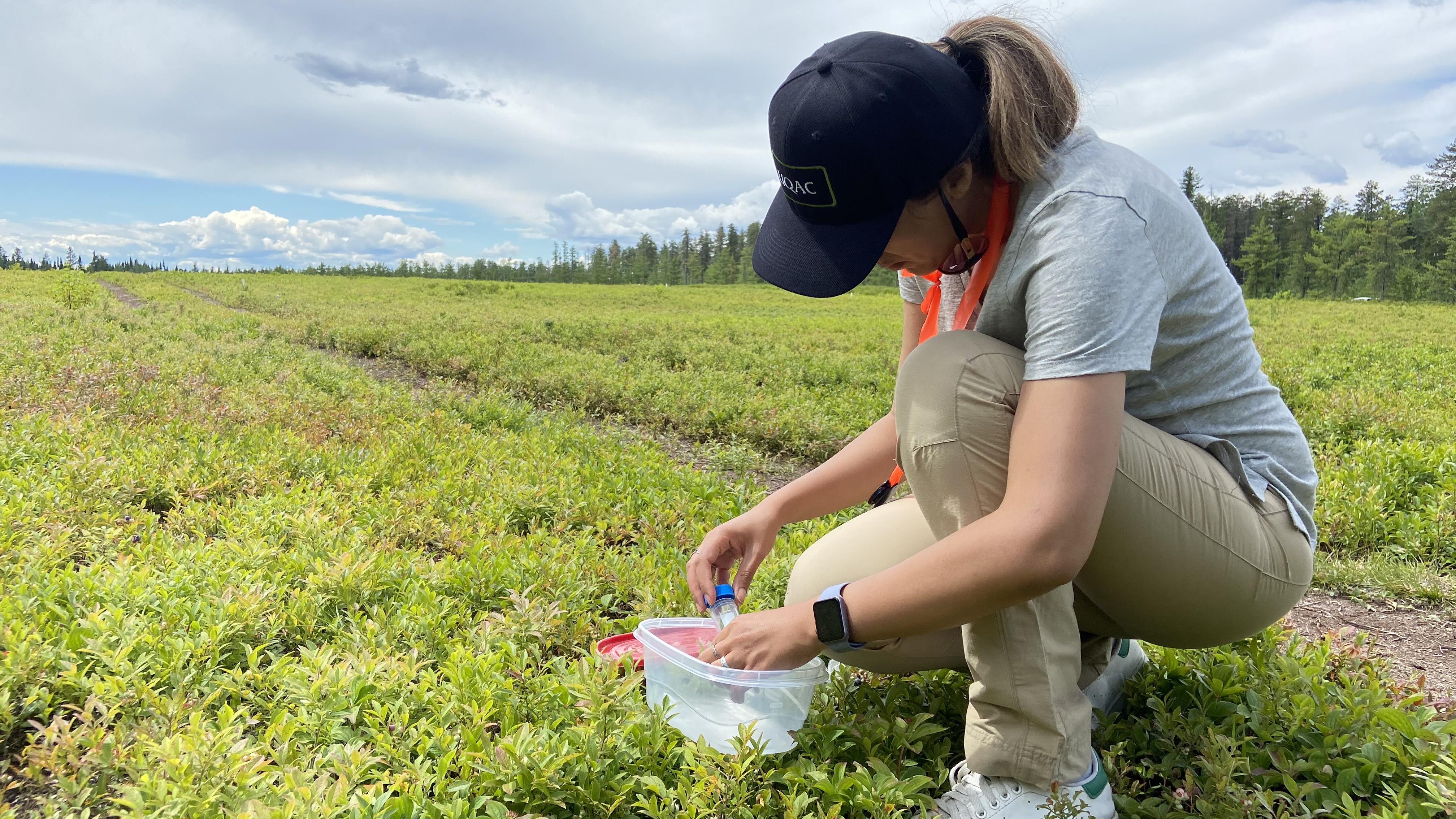 Comment améliorer la production de bleuets ? | OHdio | Radio-Canada
