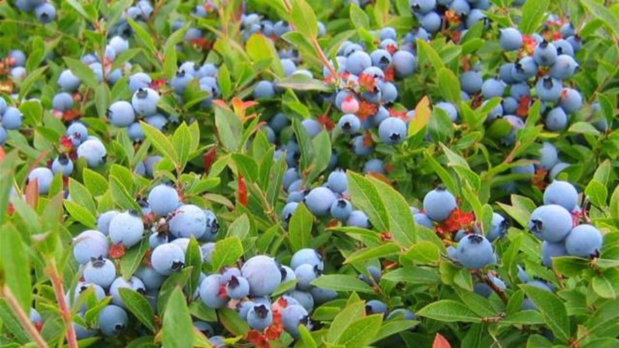 Coûts de production des bleuets : les producteurs devant la Régie des ...