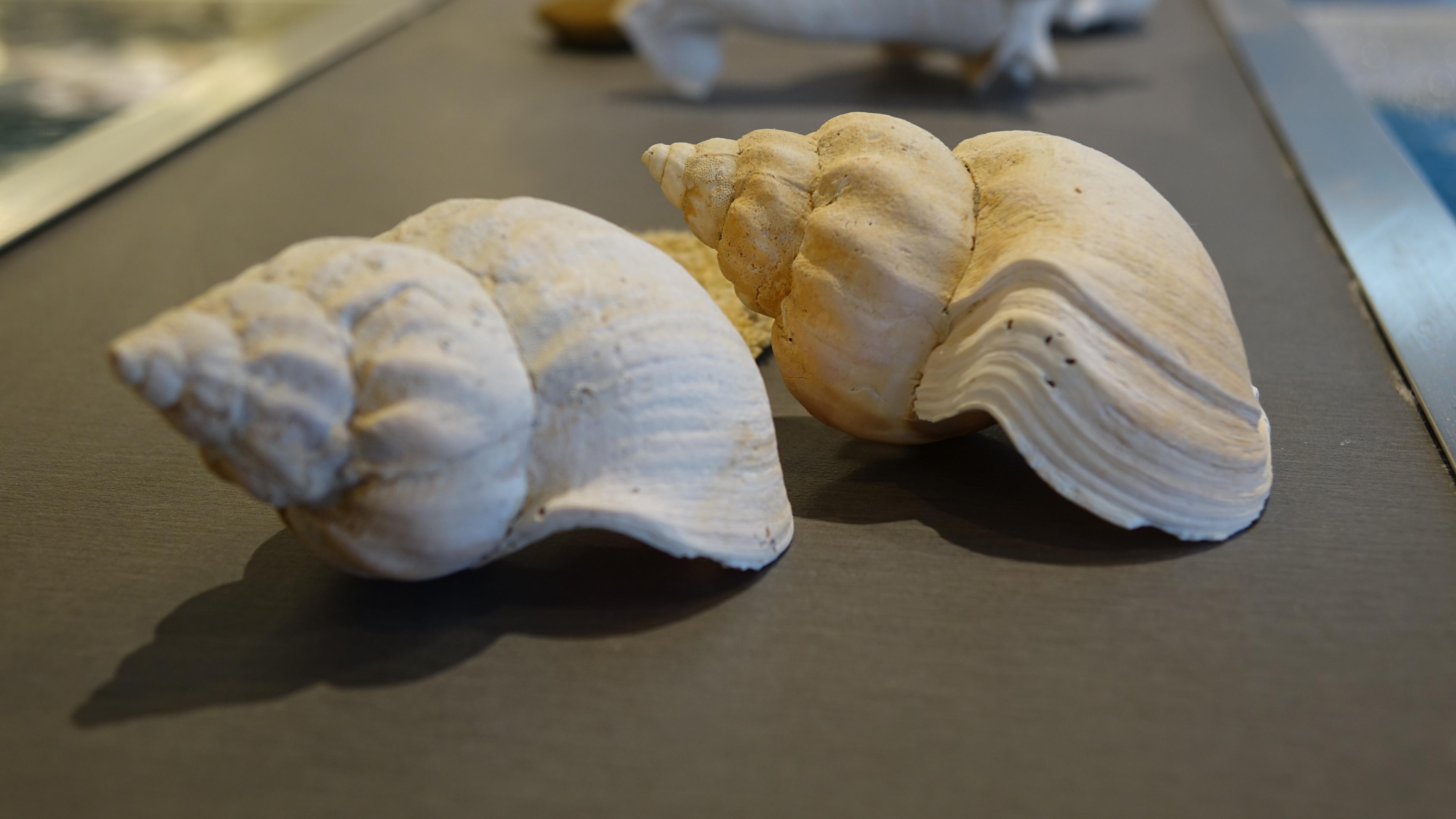 La pêche commerciale au bourgot maintenant ouverte en N.-É. | OHdio ...