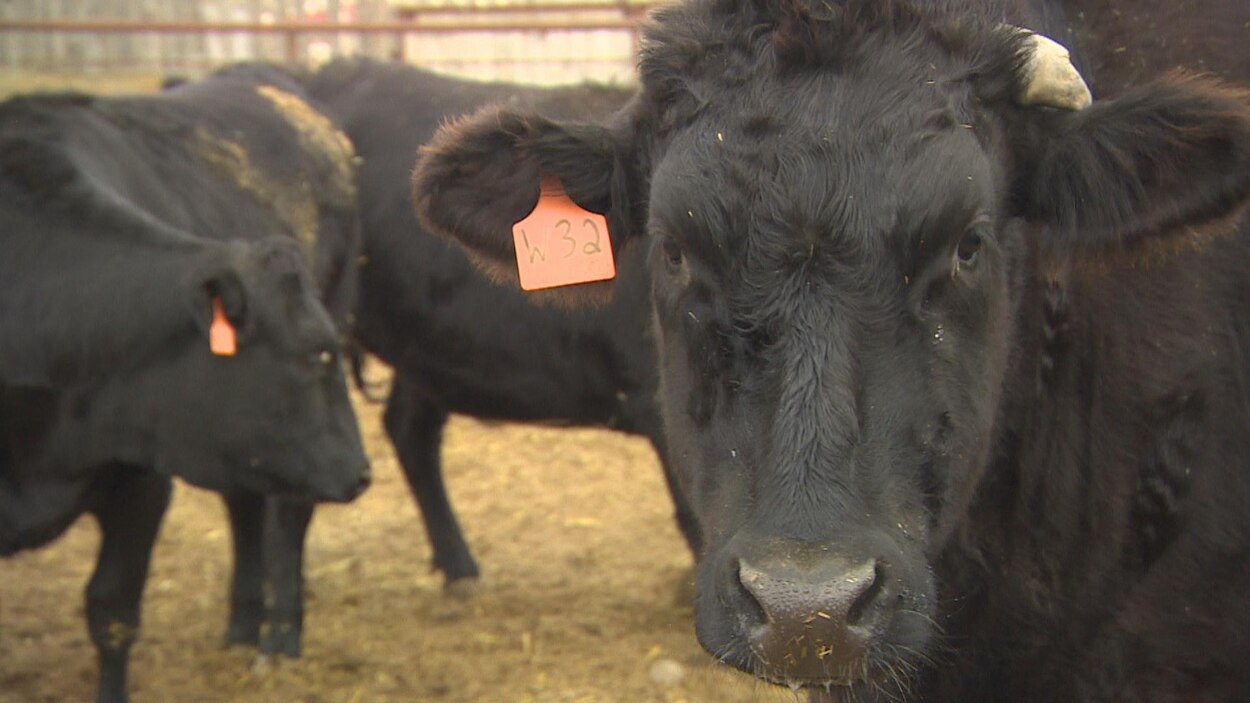 Snow Beef : un bœuf d’exception produit dans une ferme laitière | Radio ...