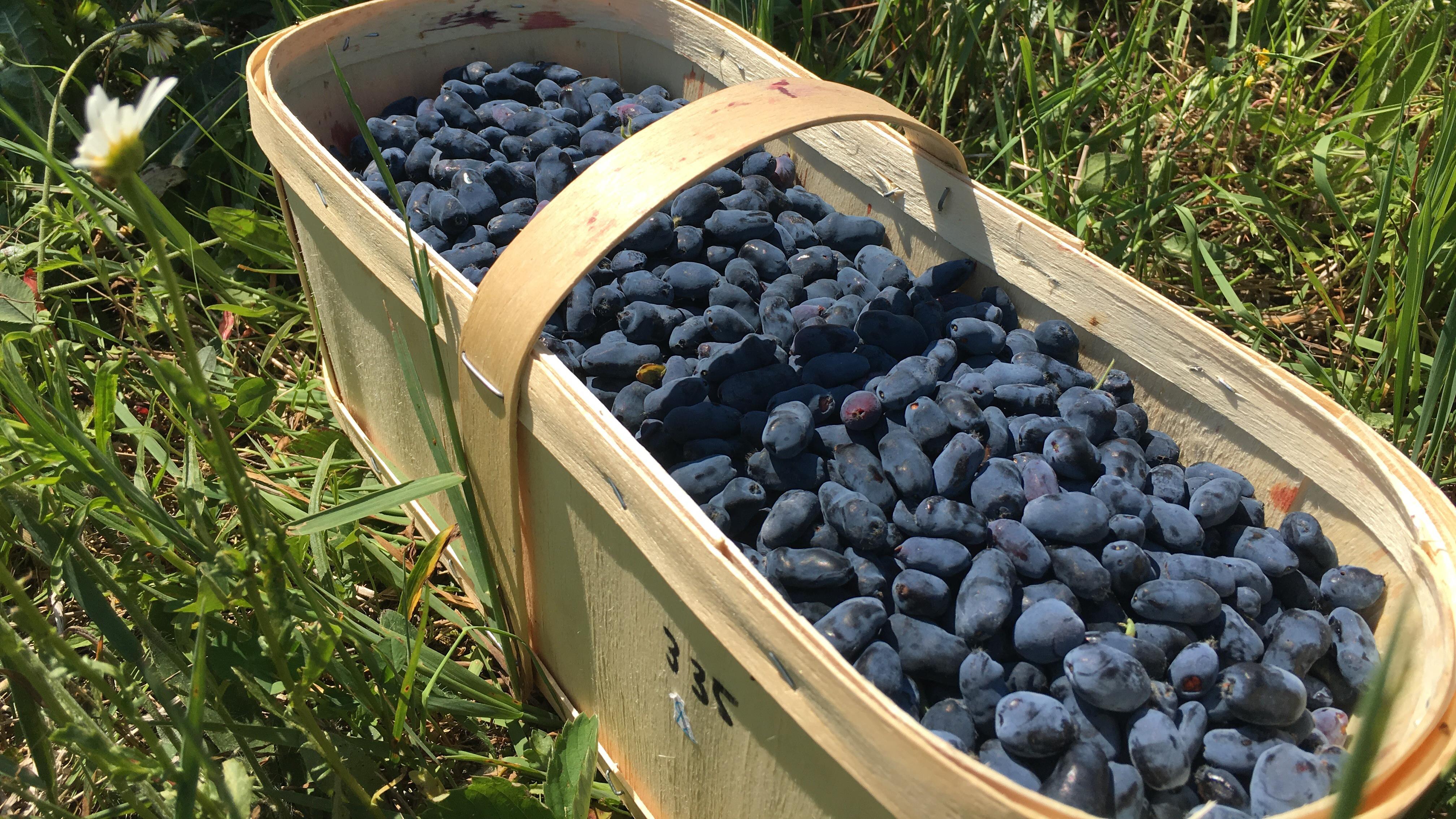 Les camerises en mode séduction avec l’arrivée de nouveaux cultivars ...