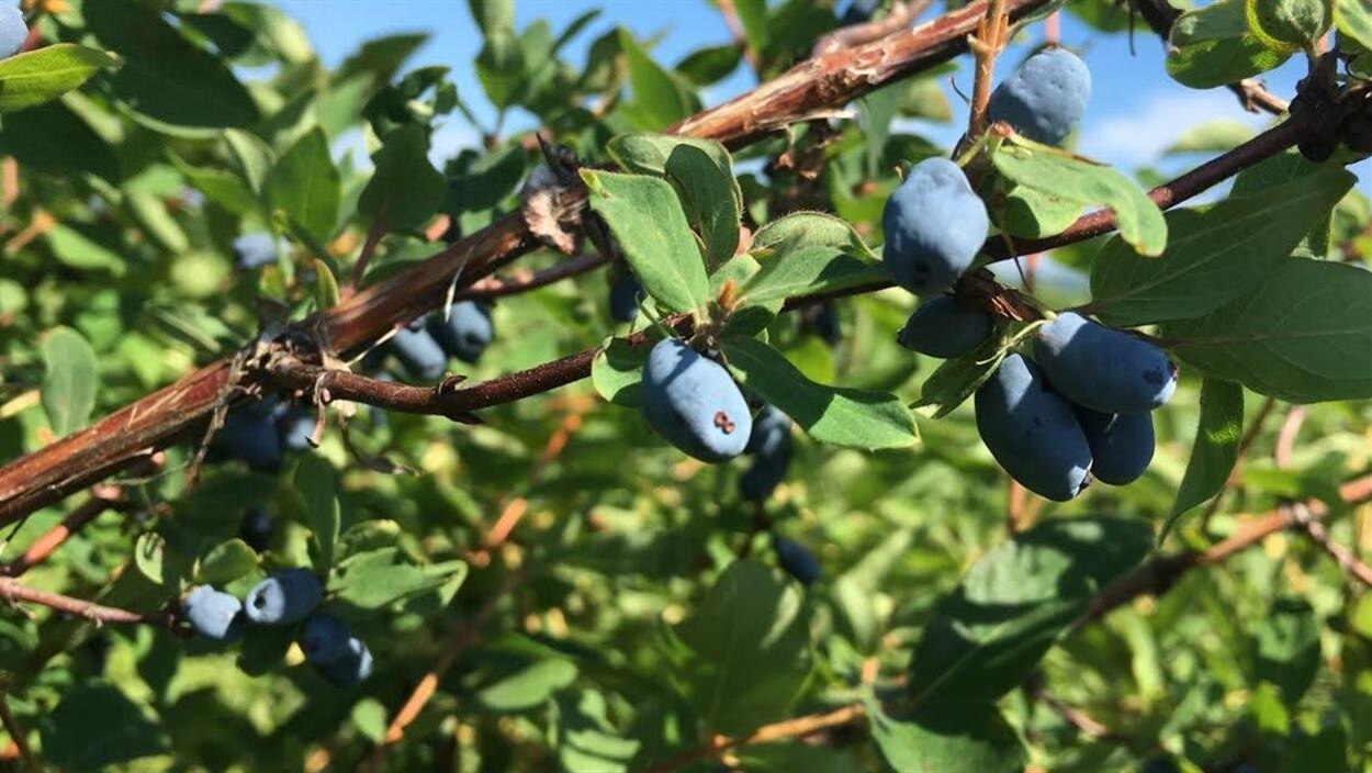 L’Ordre de la Camerise, une façon de rendre hommage aux jeunes de chez ...