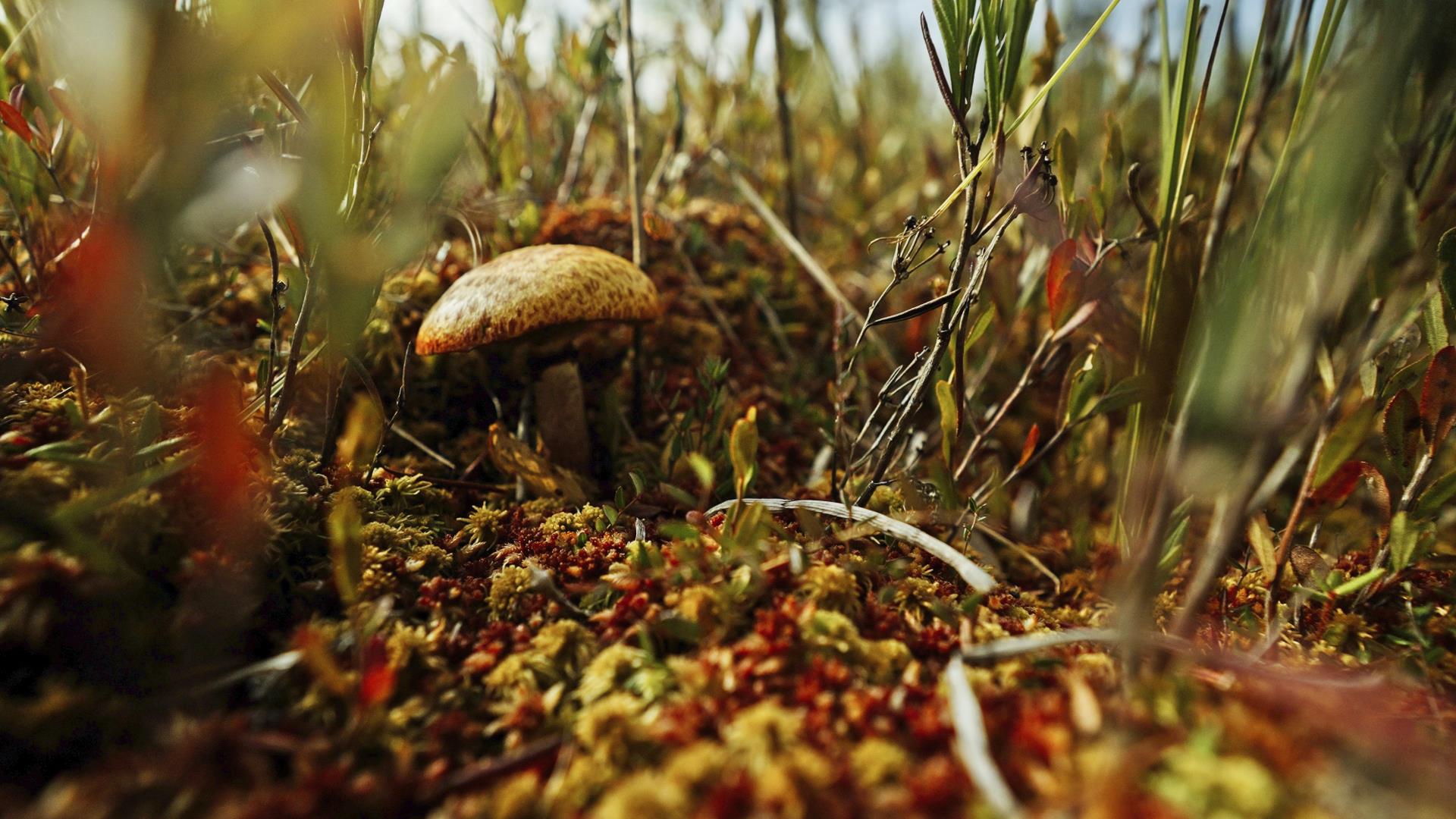 Tourbe : Premier Tech mise sur Pointe-aux-Outardes | OHdio | Radio-Canada