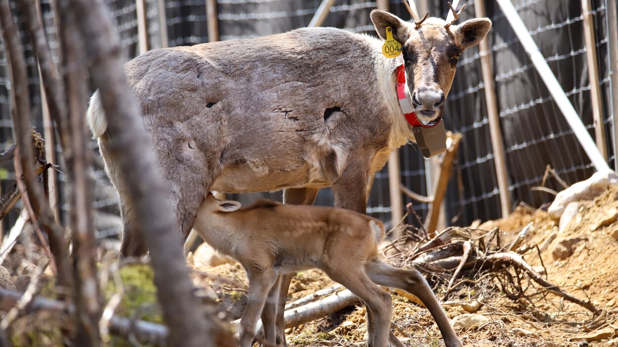L'opération de mise en enclos des caribous est un échec | Radio-Canada