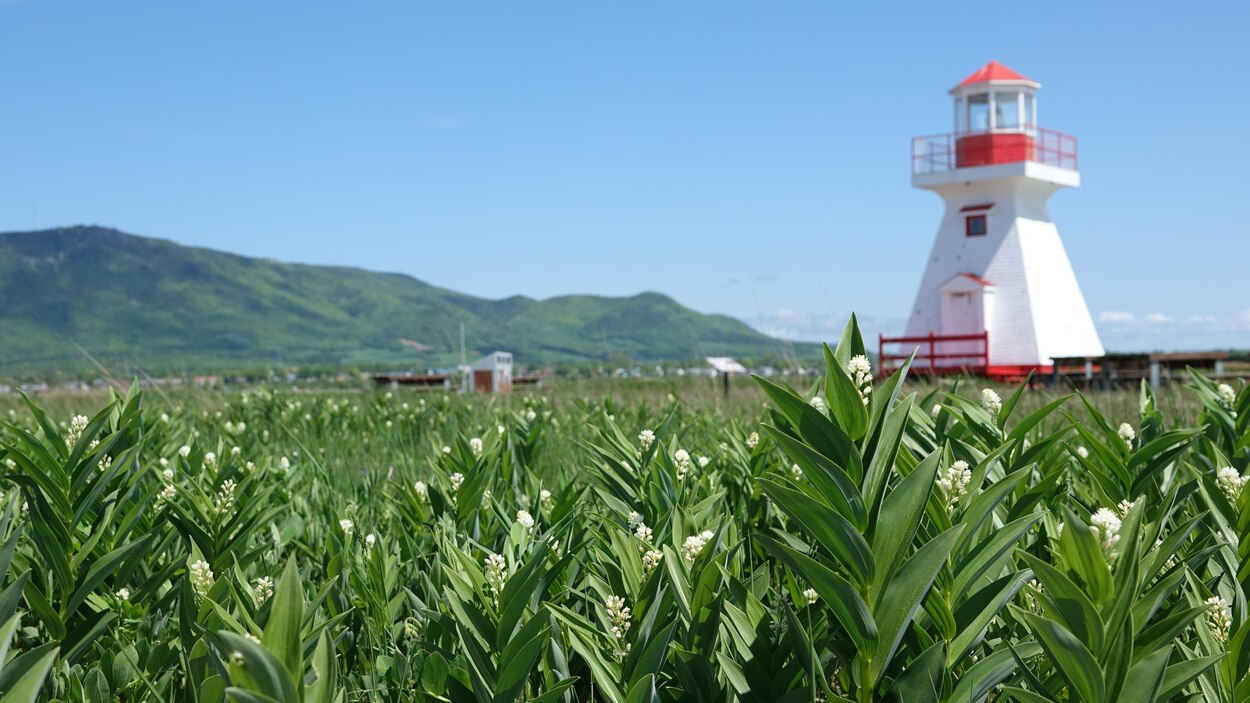Une grande vague bleue pour la 18e Journée de la Gaspésie | Radio-Canada