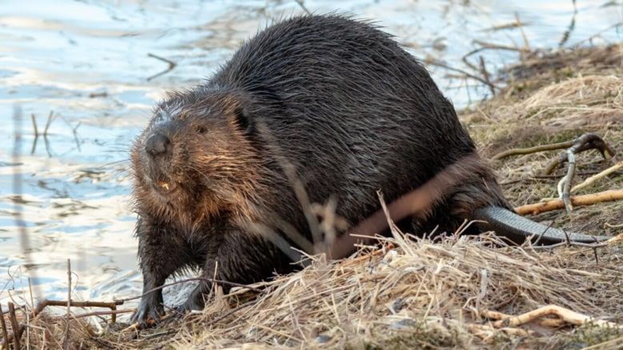 20 $ contre une queue de castor dans le nord de l’Alberta | Radio-Canada