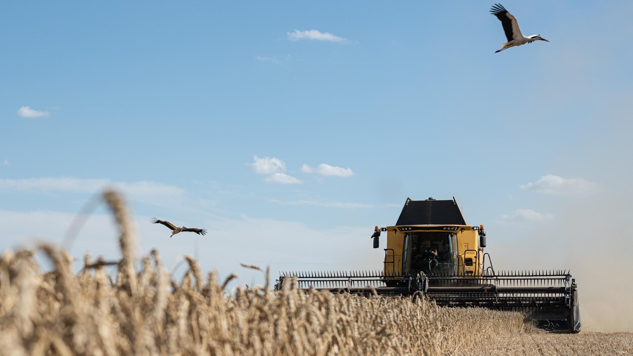 La Russie remplacera les céréales ukrainiennes à destination de l ...