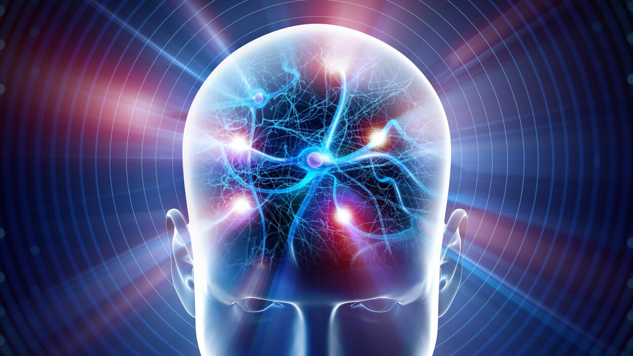 L’atlas des cellules du cerveau le plus complet à ce jour | Radio-Canada