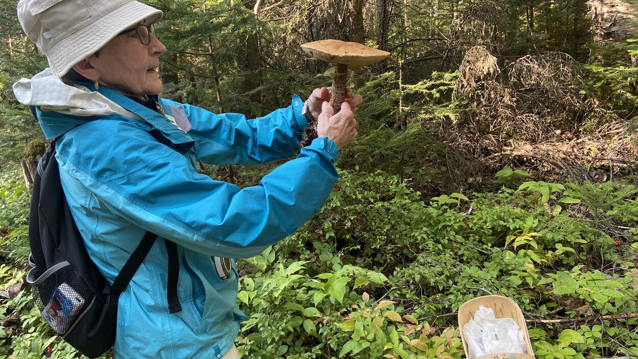 Les mycologues du Québec à la découverte des champignons abitibiens ...