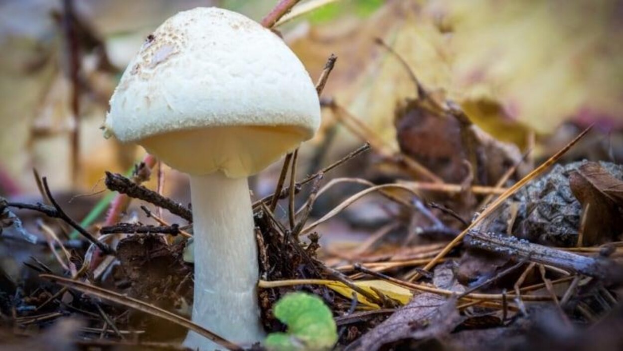 Attention à l'amanite phalloïde, un champignon mortel | Radio-Canada