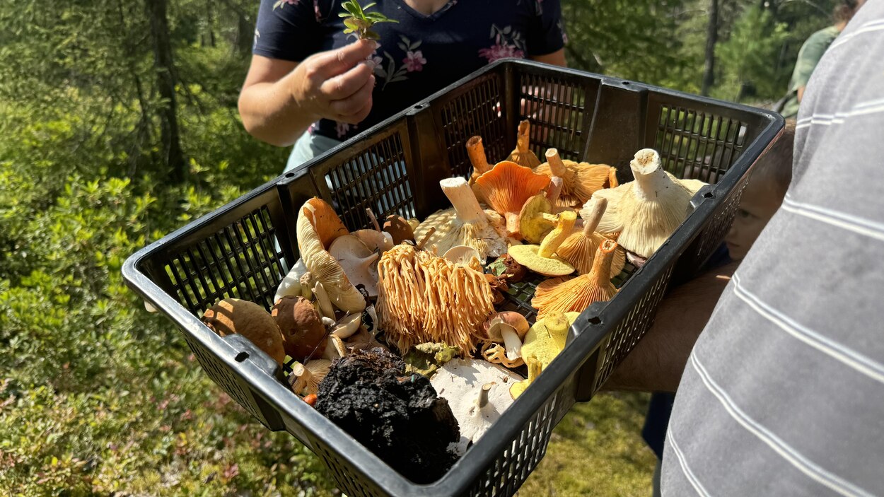 Des mycologues amateurs découvrent les champignons au Parc aventures ...