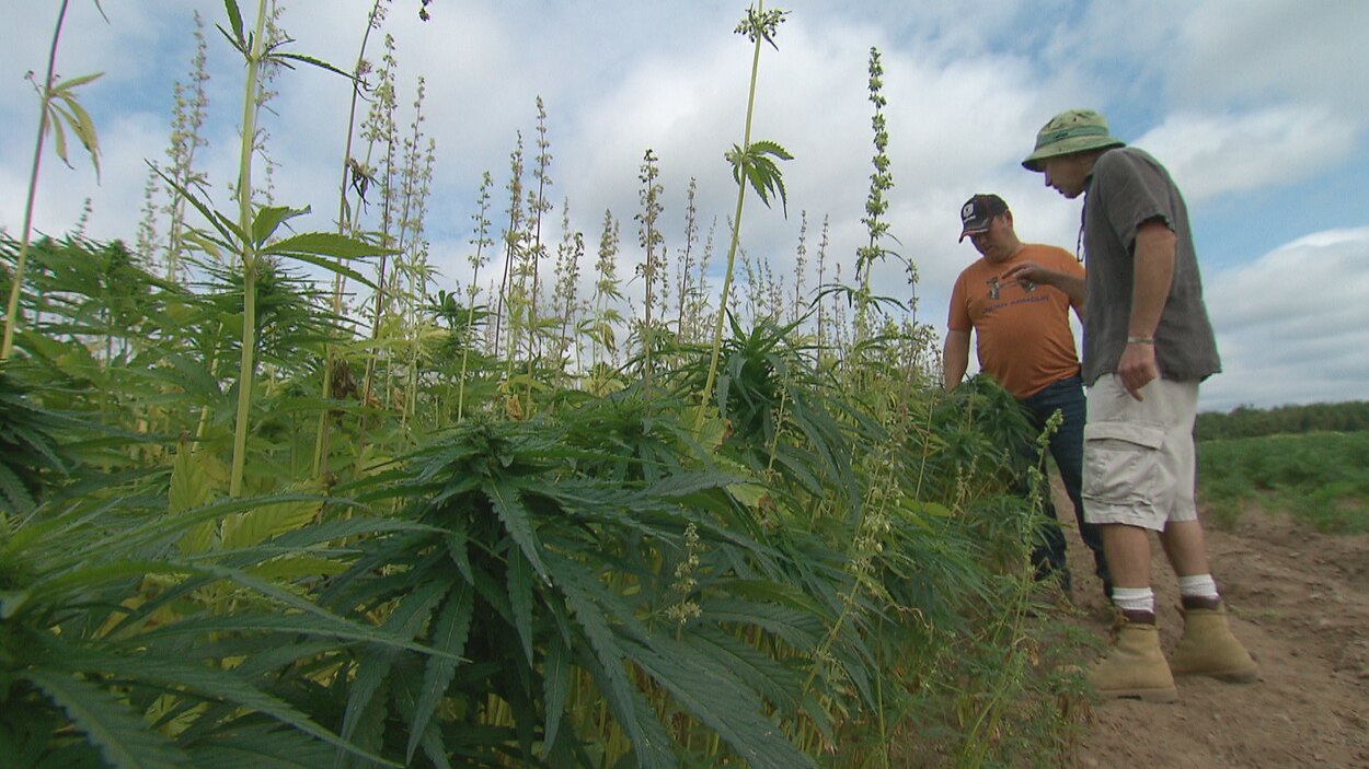 La culture du chanvre prend de l'ampleur au Nouveau-Brunswick | Radio ...