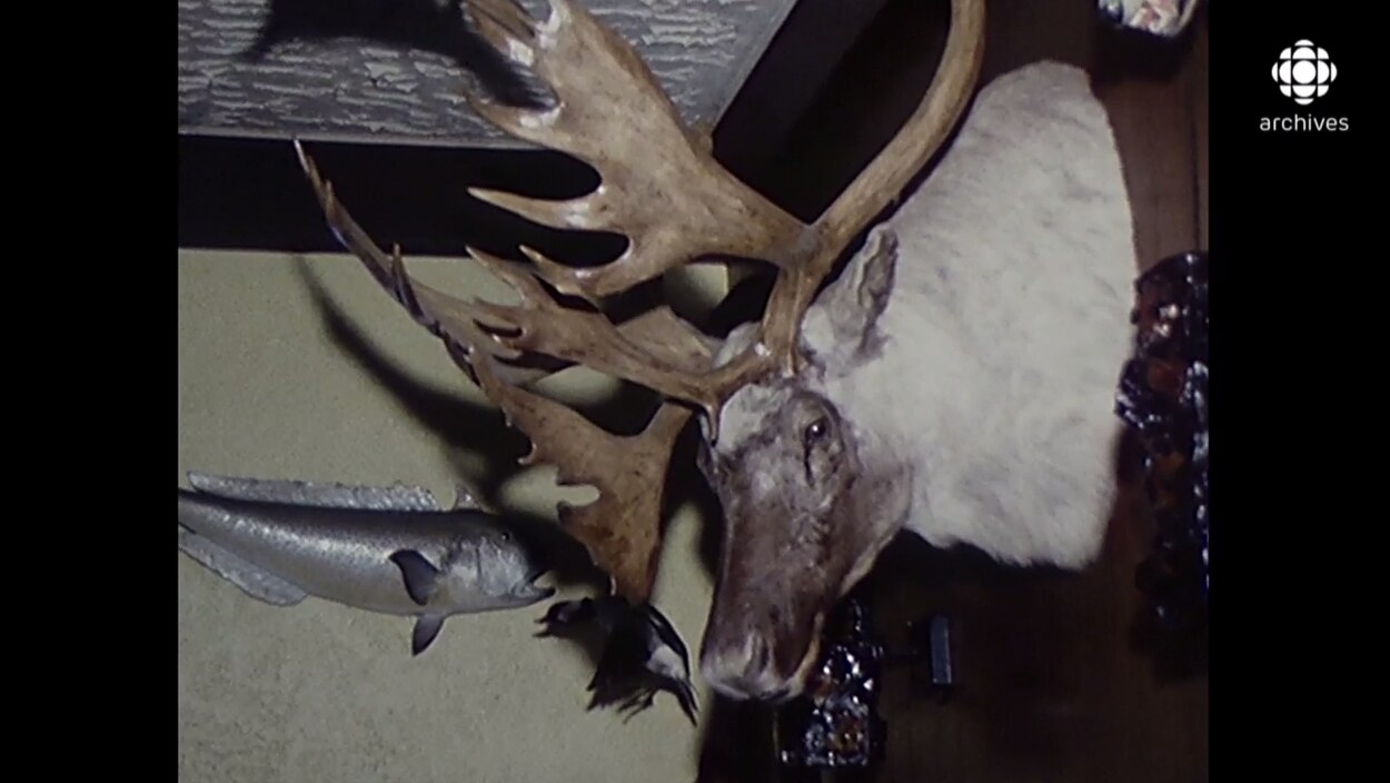 L’automne, saison de la chasse au Québec | Radio-Canada.ca