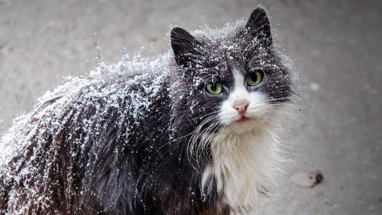 De l'aide réclamée pour les chats errants à Rivière-du-Loup | Radio-Canada