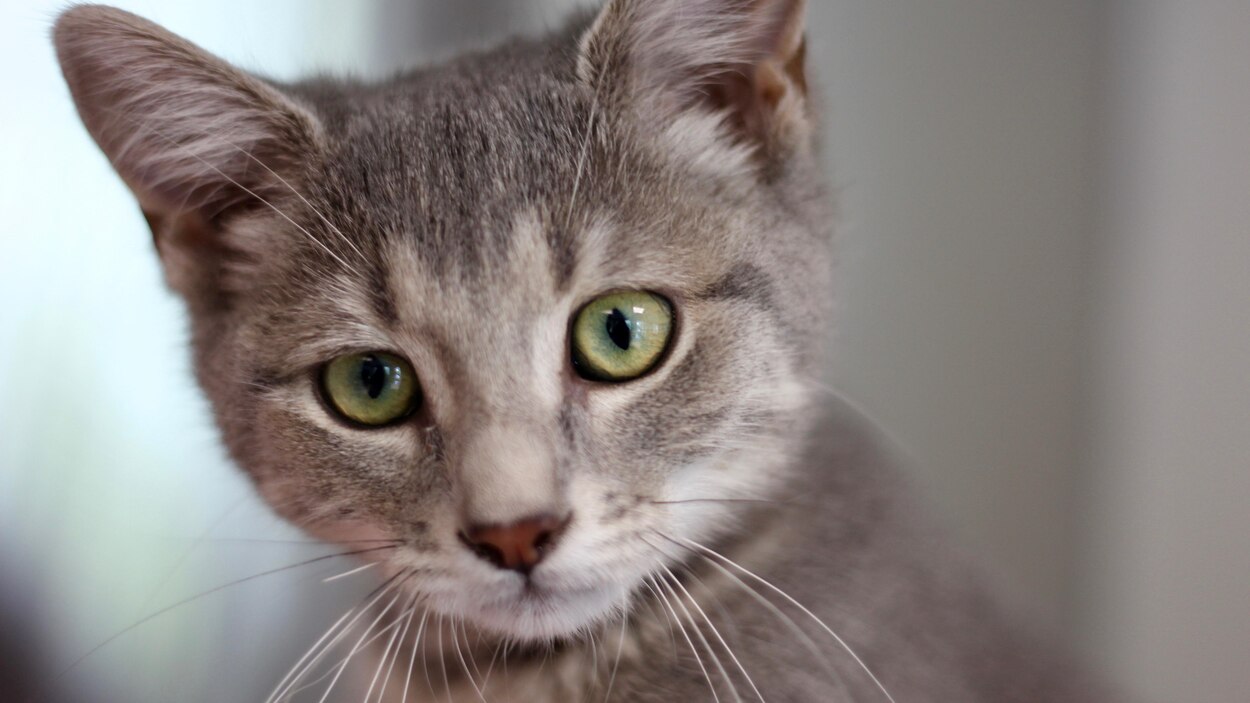 LA SPA de l'Estrie se prépare à déménager | Radio-Canada