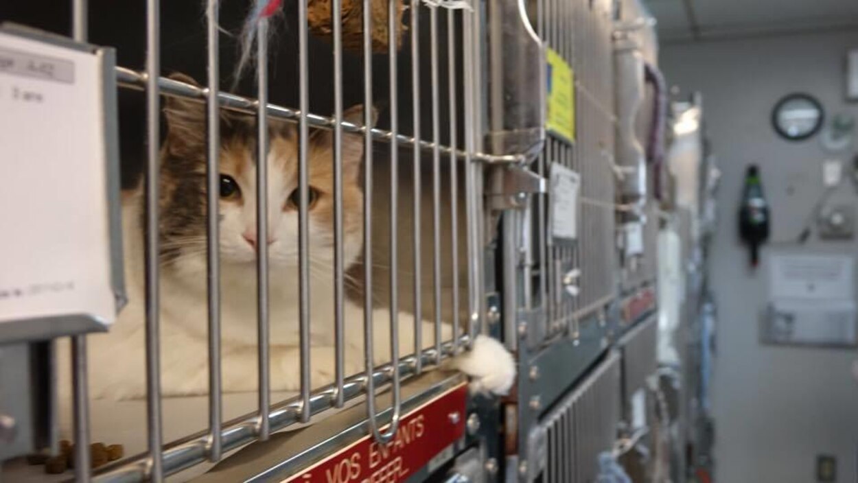 La SPA de l'Estrie à la recherche de 850 000 $ pour un nouveau refuge ...