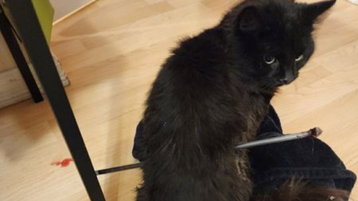 La police d’Edmonton enquête sur le cas d’un chat retrouvé transpercé d ...