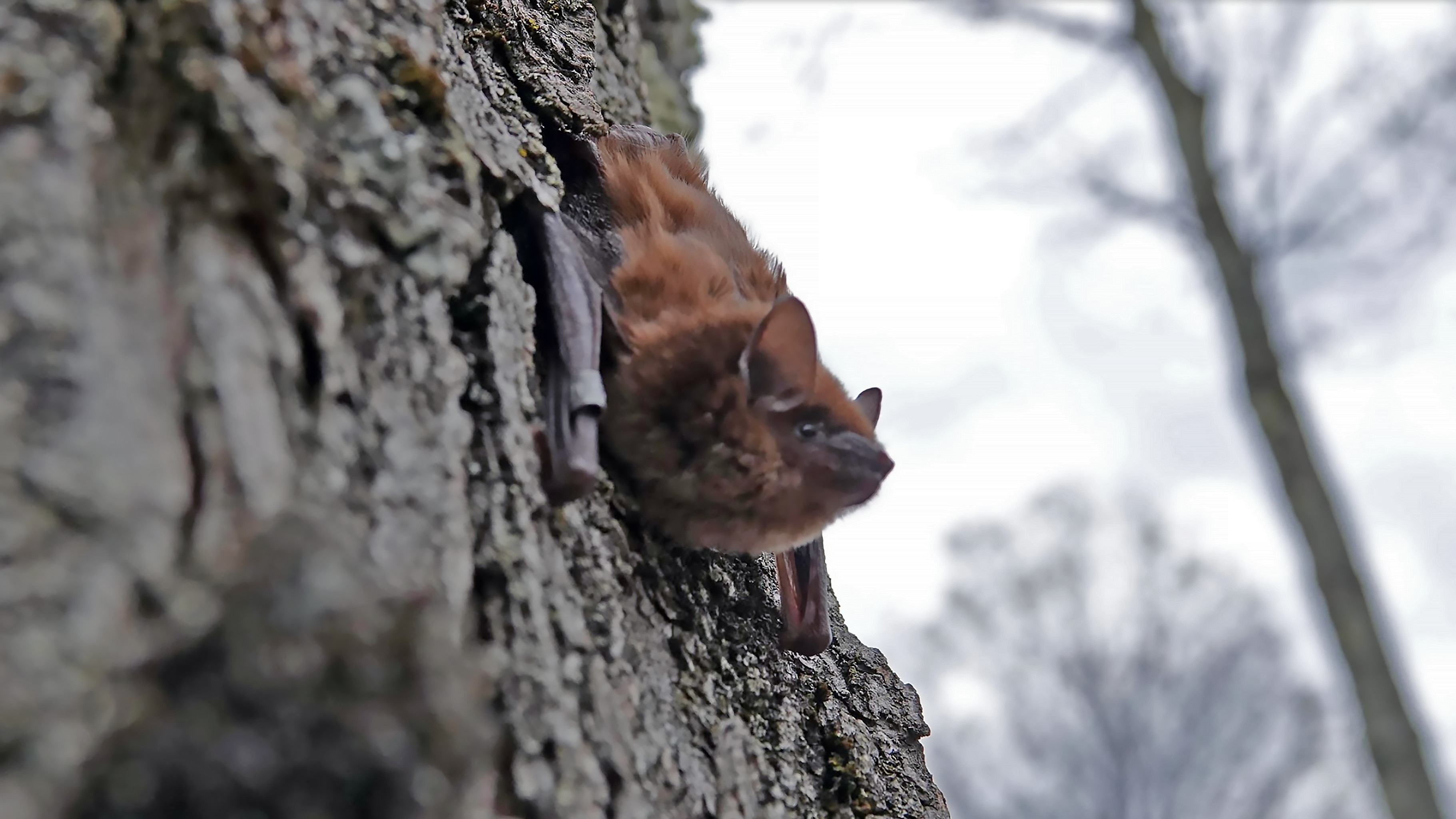Rétablir les populations de chauves-souris | OHdio | Radio-Canada