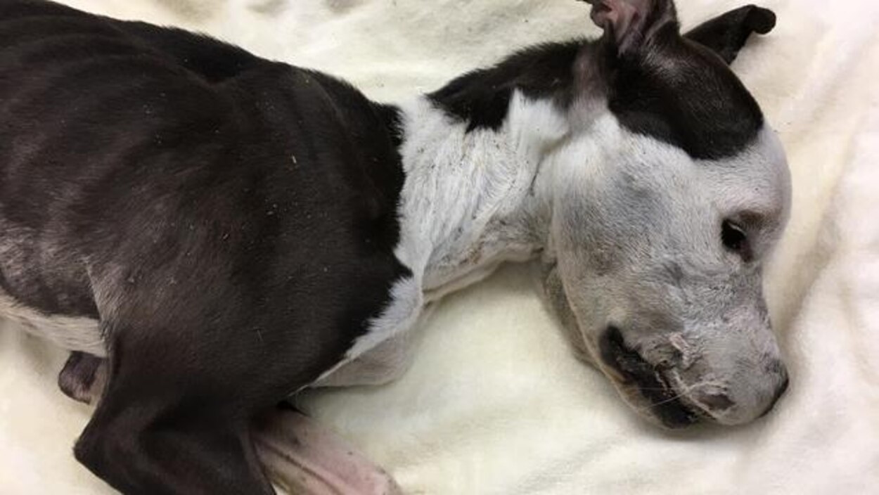 Le corps d'un chien mort de faim retrouvé à Windsor | Radio-Canada