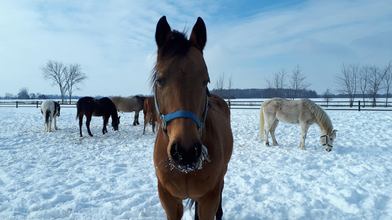 Mieux vivre avec son handicap grâce aux chevaux | Radio-Canada.ca