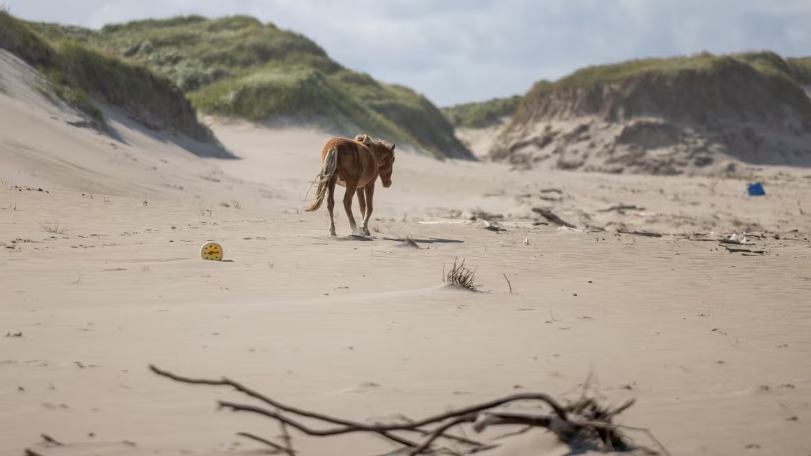 Caroline Lévesque part à la découverte de l’île de Sable | OHdio ...
