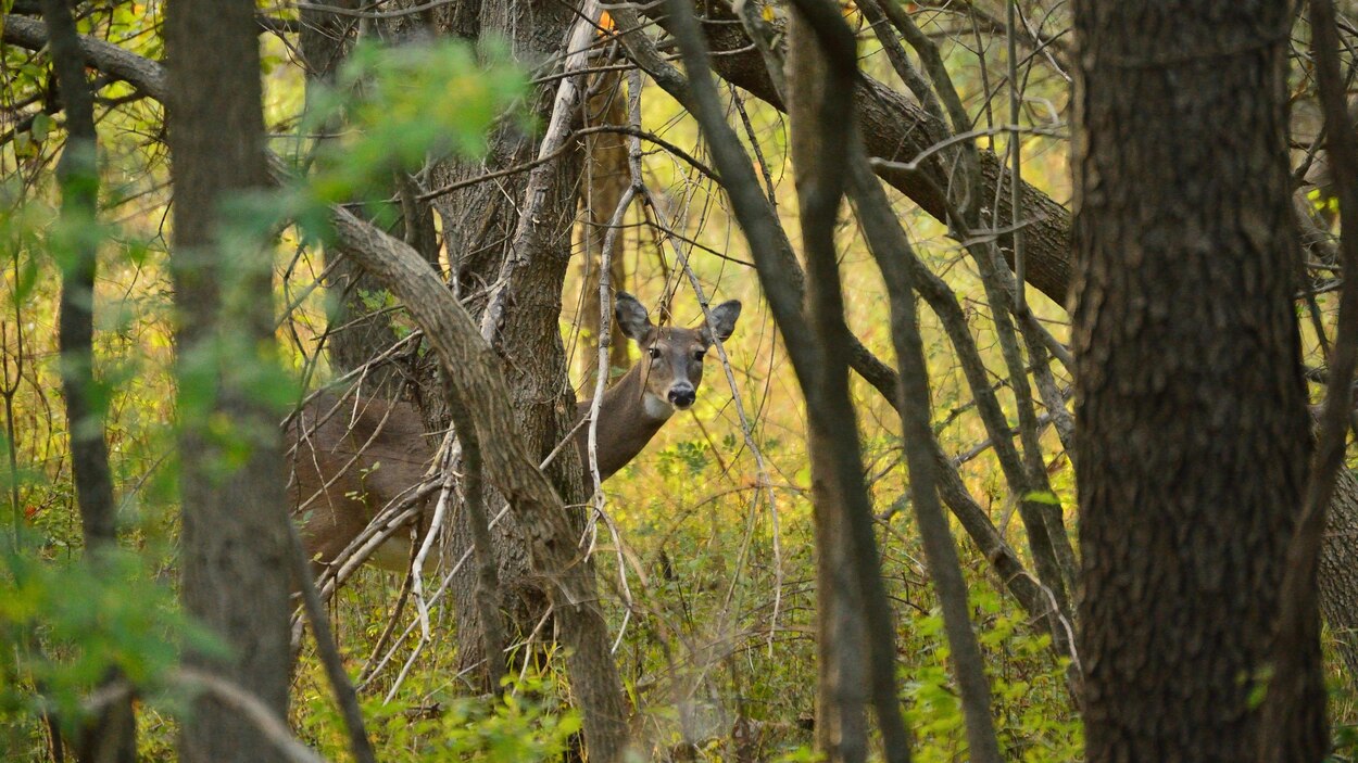 Une chasse au chevreuil traditionnelle autochtone dans un parc ...