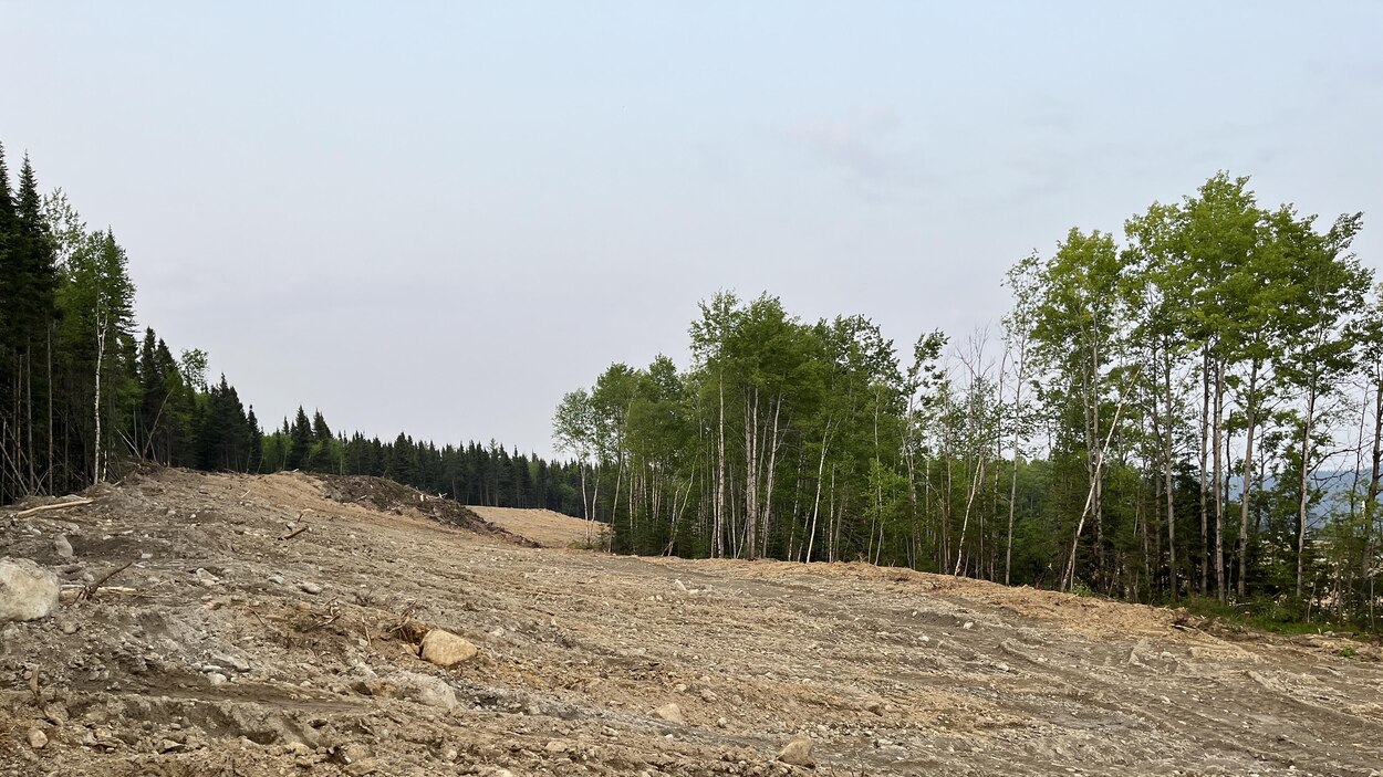 Feux de forêt Sept-Îles. | Couverture en direct | Radio-Canada Info
