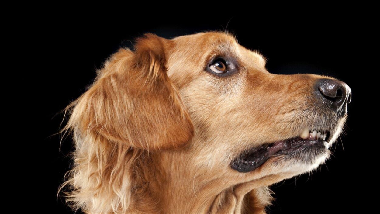 Comment le cerveau des chiens traite-t-il les mots? | Radio-Canada