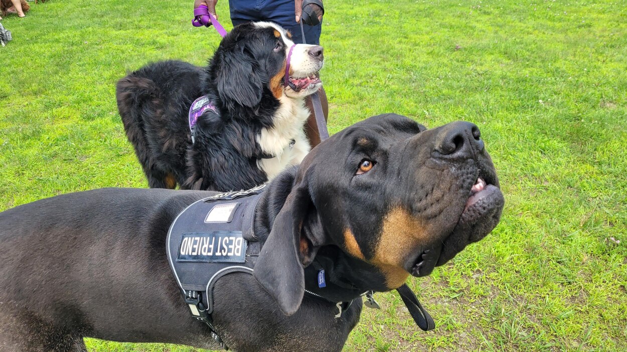 Pitous’Ensemble : une activité pour mieux connaître son animal de ...