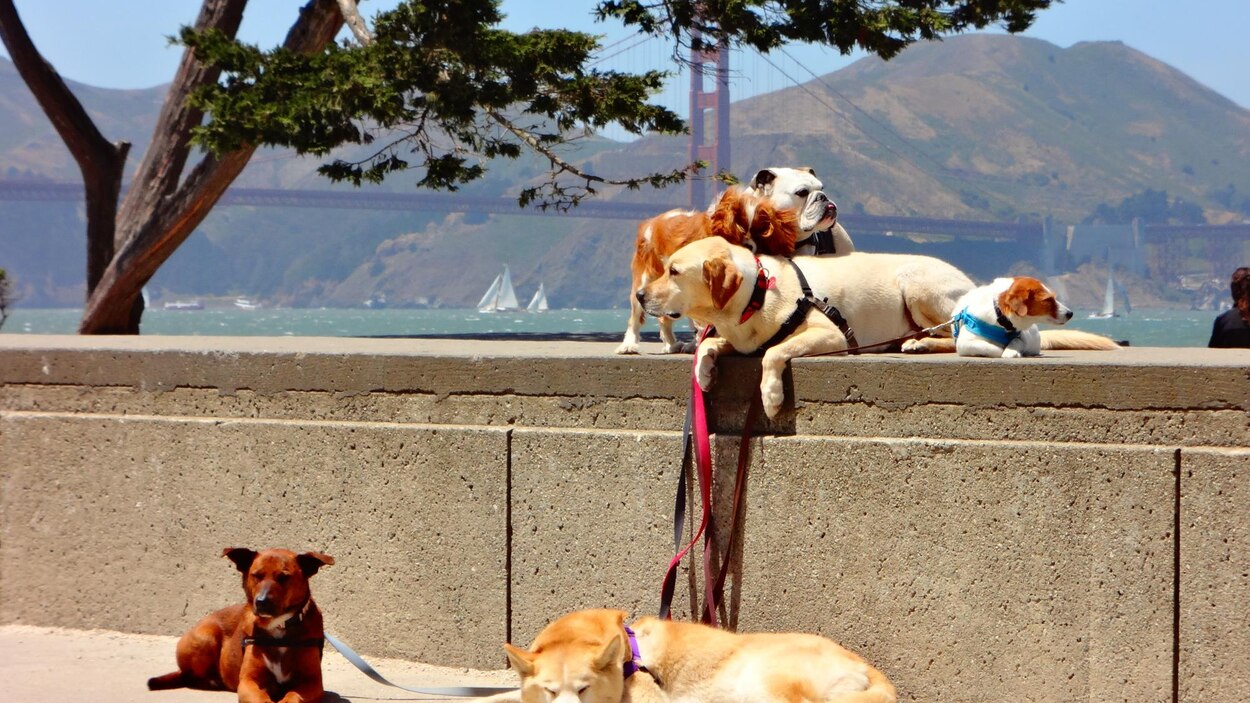 SnapCrap, l'appli anti-crottes à San Francisco | Radio-Canada