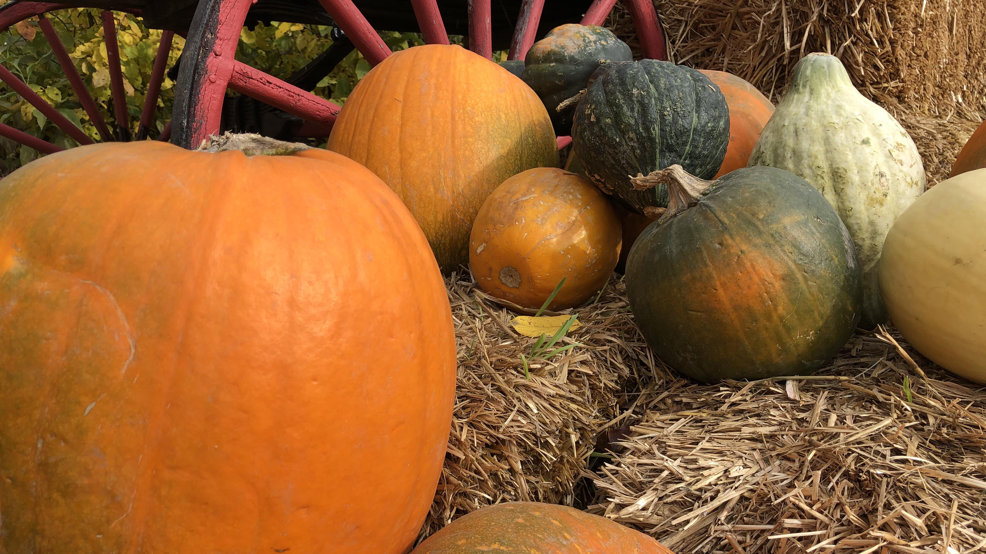 À la recousse des citrouilles! | OHdio | Radio-Canada