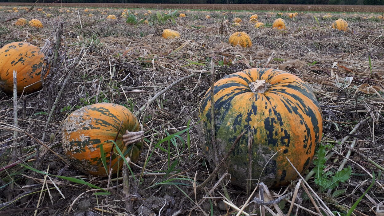 Des graines de citrouille Made in Canada | Radio-Canada