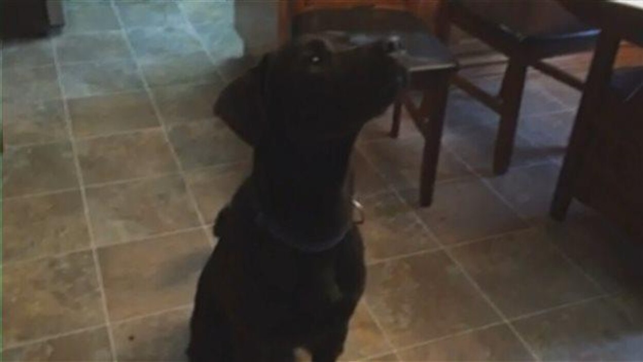 Un labrador agressif qui a tué un chien en août est responsable d'un ...