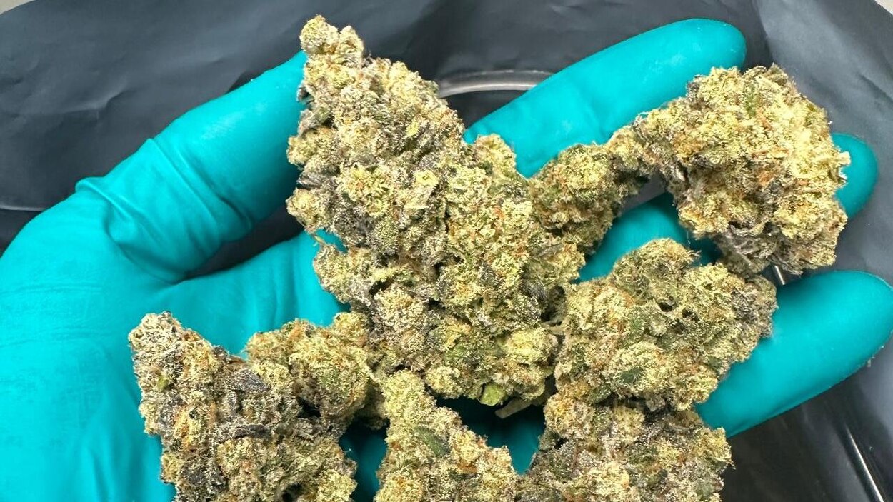 En pleine expansion, Cannabis NB ouvrira quatre nouvelles succursales ...