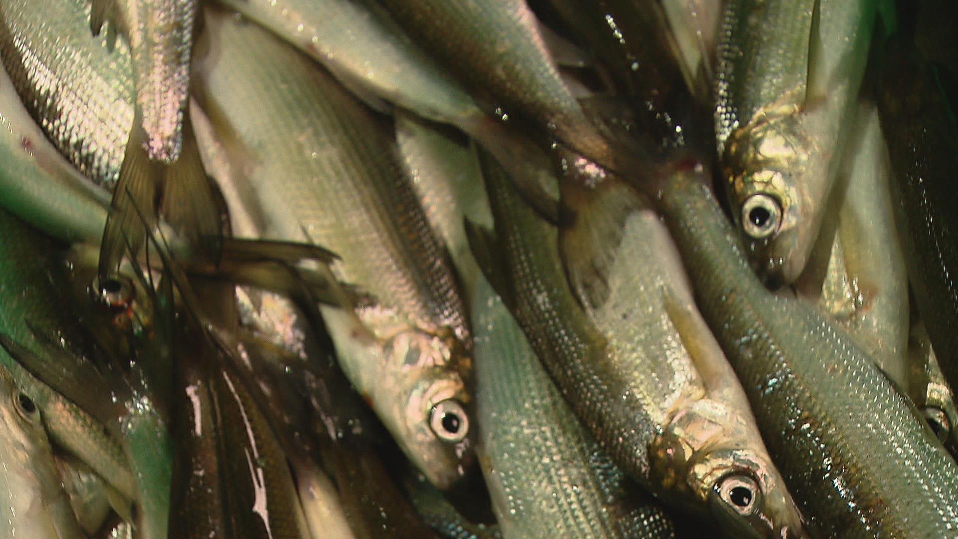 Une nouvelle espèce de poisson au Québec montre le travail de l ...