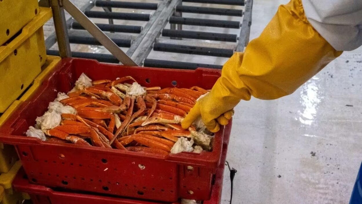 They came from Taiwan to work in snow crab plants. But without a ...