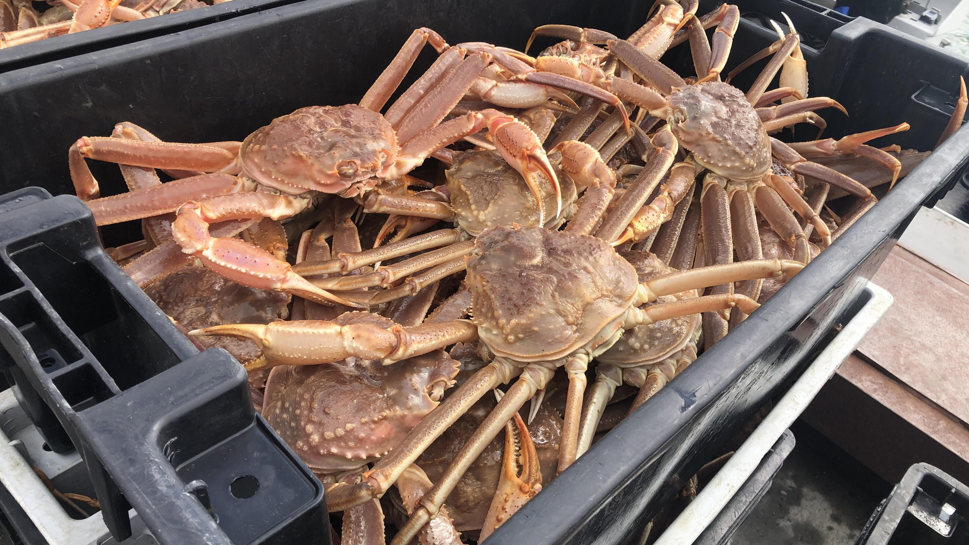 La saison du crabe est lancée | OHdio | Radio-Canada