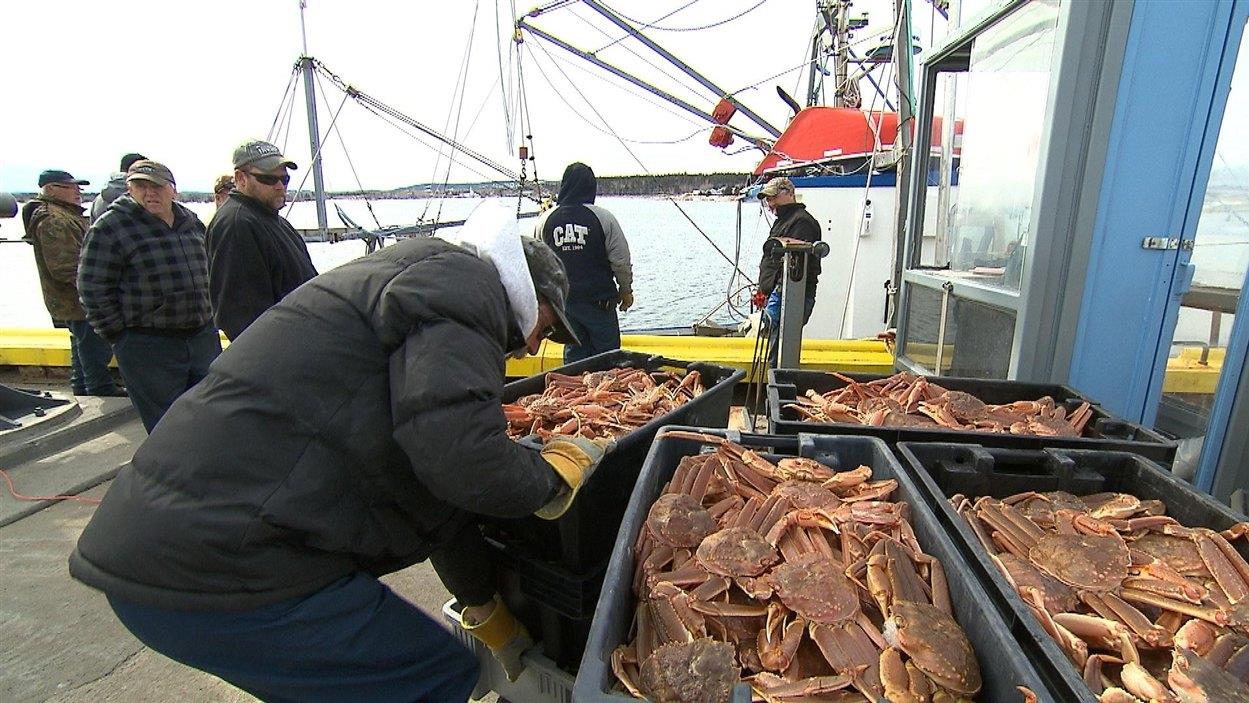 Le marché du crabe au Québec | OHdio | Radio-Canada