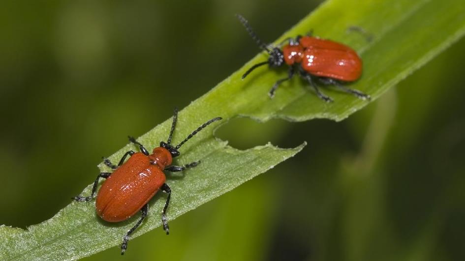 La lutte contre les insectes nuisibles par des moyens plus naturels ...