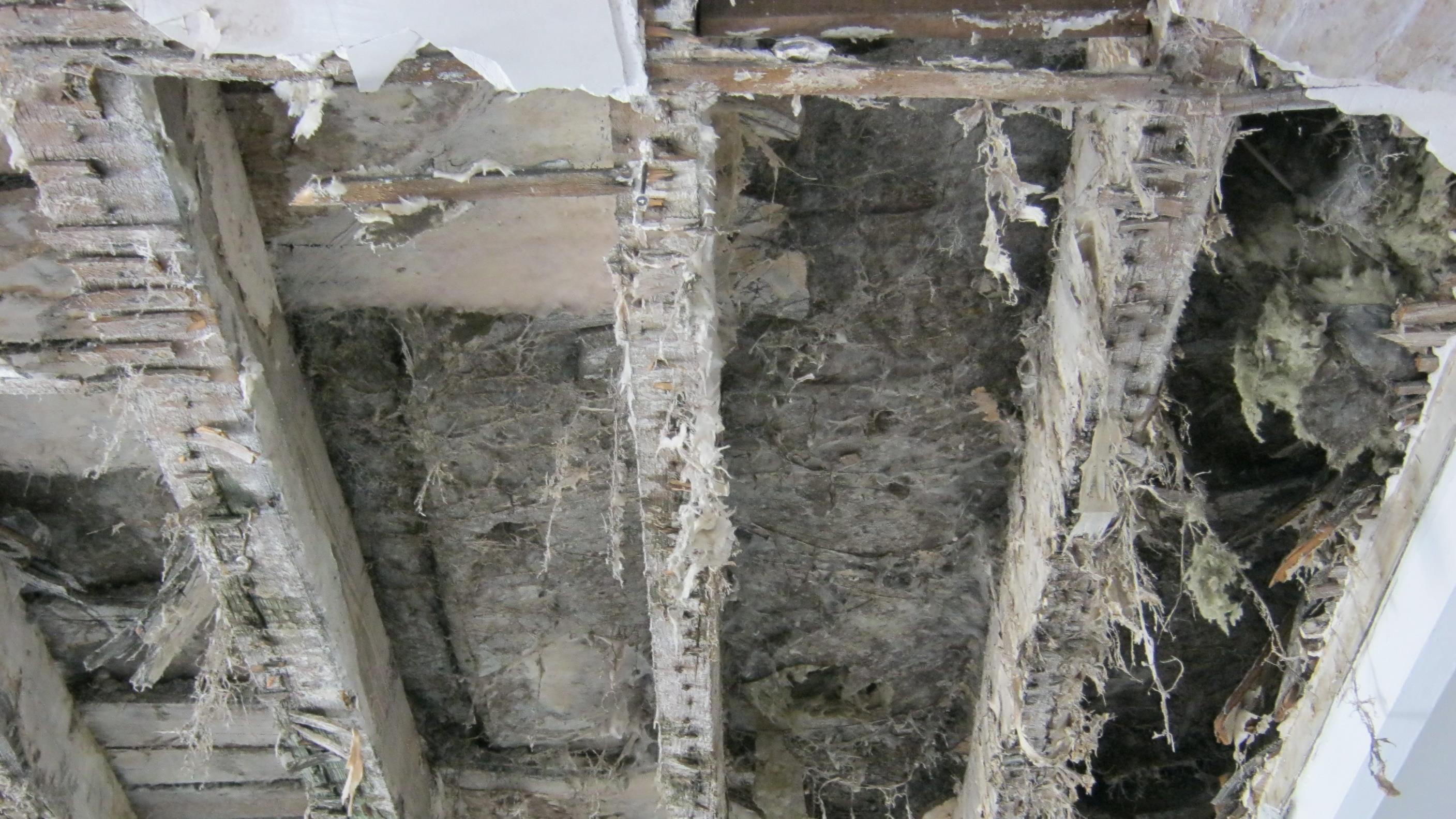 Course contre la montre pour des victimes de la mérule pleureuse ...